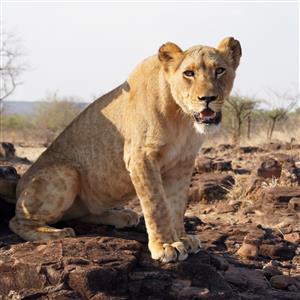 NSW Police Legacy - Lateisha Lomas